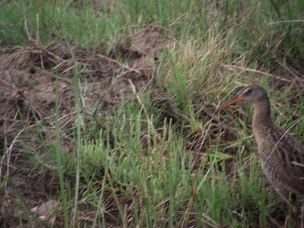 Virginia Rail (chicks and adult) | Project Noah