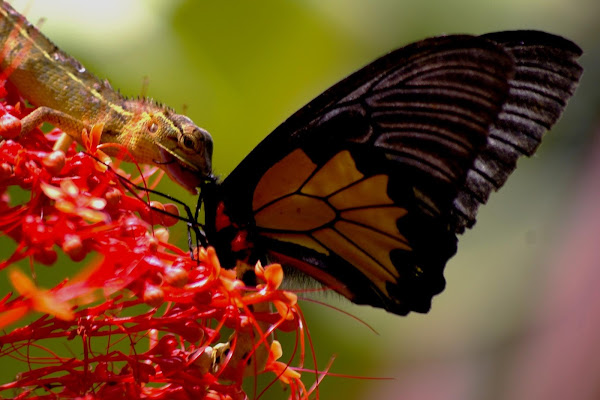 Southern Bird Wing | Project Noah