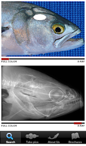 Ikijime Tool Extreme – This handy fishing app helps anglers dispatch ...