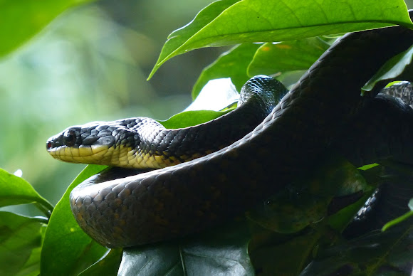 Neotropical Bird-Eating Snake | Project Noah
