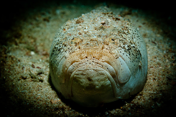 Stargazer | Project Noah