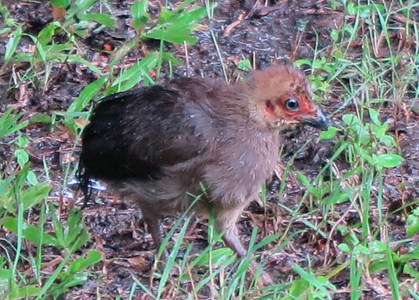 Australian Brush Turkey (chicks) | Project Noah
