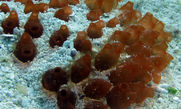 Orange Tunicate | Project Noah