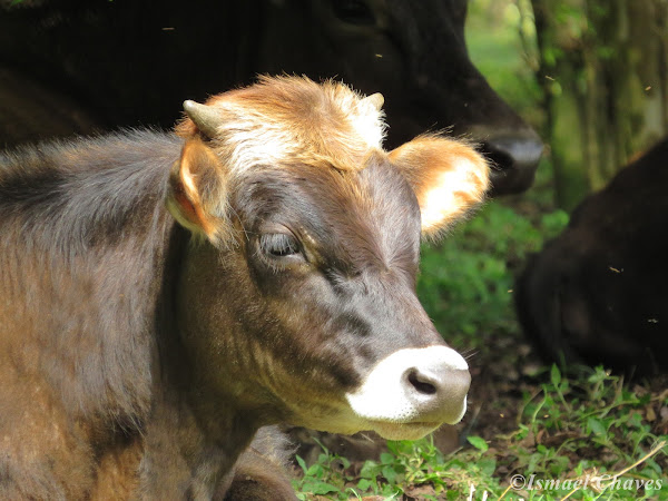 Cow | Project Noah