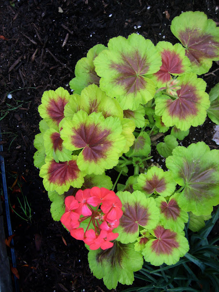variegated geranium | Project Noah