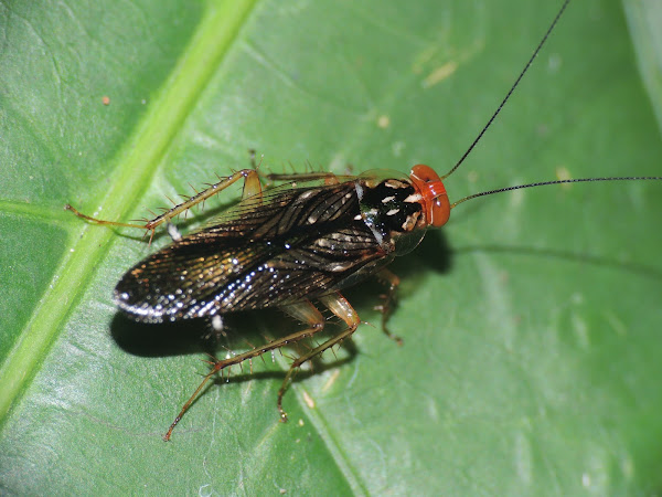 Wasp-mimic cockroach | Project Noah