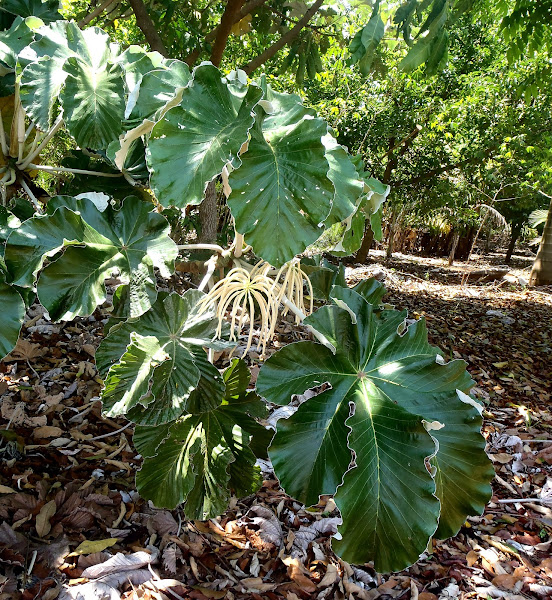 Yarumo o yagrumo | Project Noah