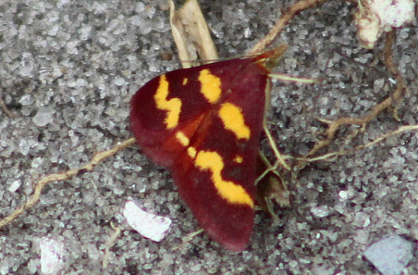 Coffee-loving Pyrausta Moth | Project Noah