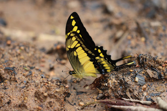 King Swallowtail | Project Noah