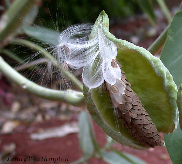 Indian Milkweed | Project Noah