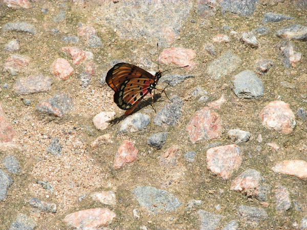 Natal Acraea | Project Noah