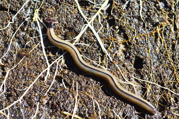 Hammerhead Worm (Bipalium) | Project Noah