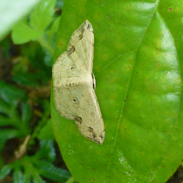 Scopula sp. | Project Noah