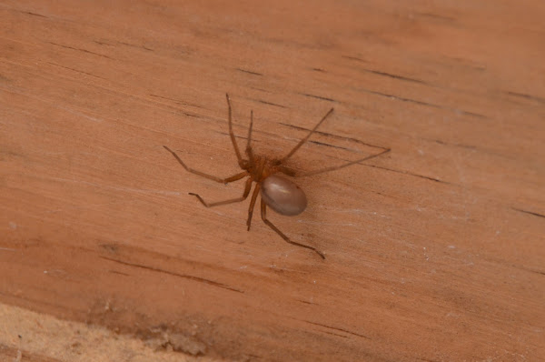 Chilean recluse spider, Araña de Rincón | Project Noah