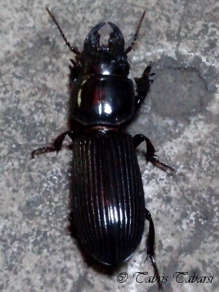 Bess Beetle (Passalidae) | Project Noah