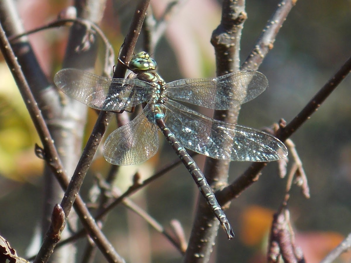 Shadow Darner | Project Noah