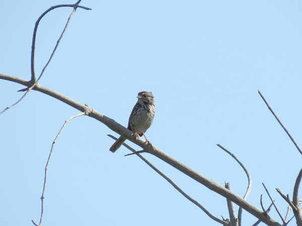Song Sparrow | Project Noah