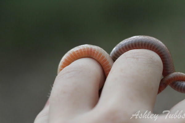 Flathead Snake | Project Noah