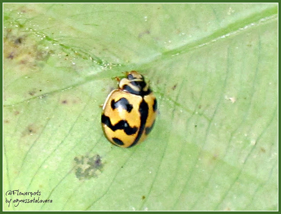 Indian Wave Striped Ladybug | Project Noah