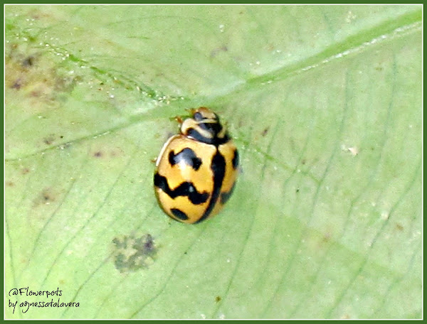 Indian Wave Striped Ladybug | Project Noah