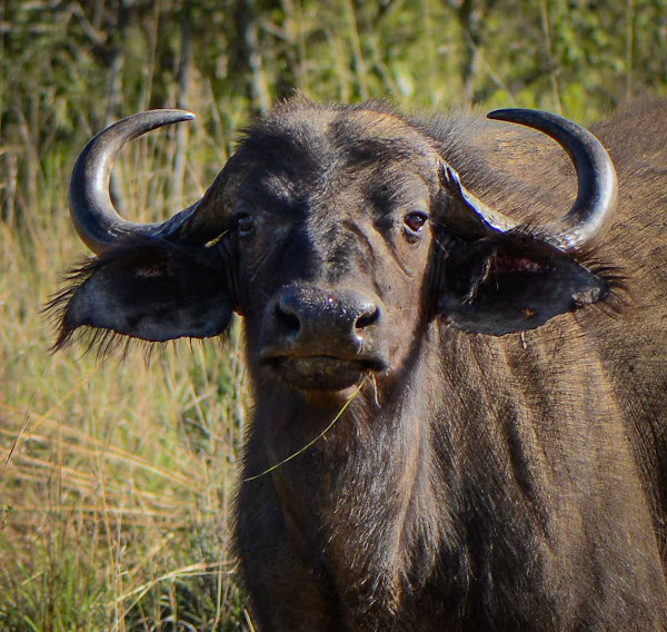 African buffalo | Project Noah