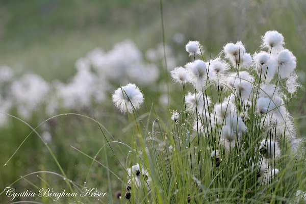 Alaskan Cotton Grass | Project Noah