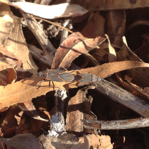 Western Boxelder Bug | Project Noah
