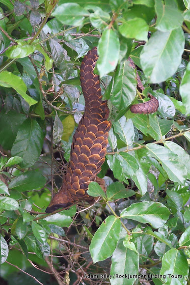 Long-tailed Pangolin | Project Noah
