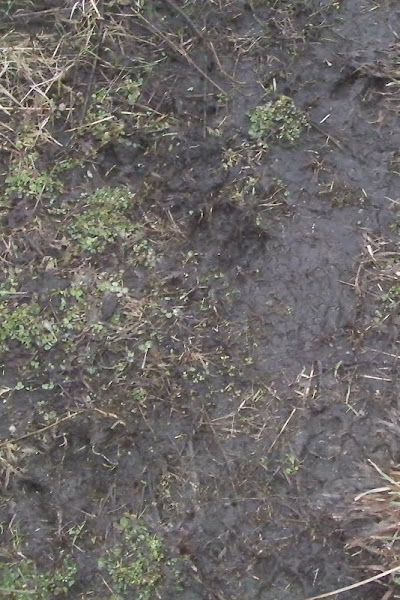 White-tailed Deer Tracks | Project Noah