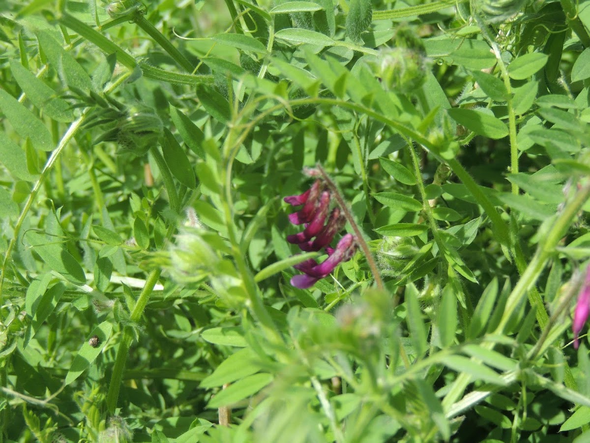 Milk-vetch | Project Noah