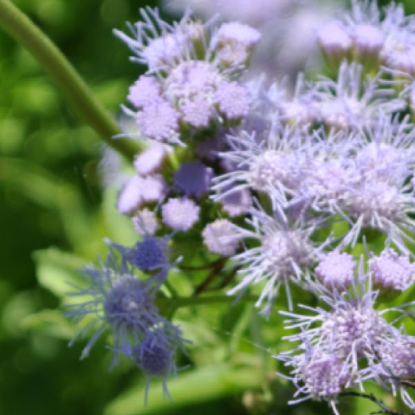 Gregg's Mistflower | Project Noah