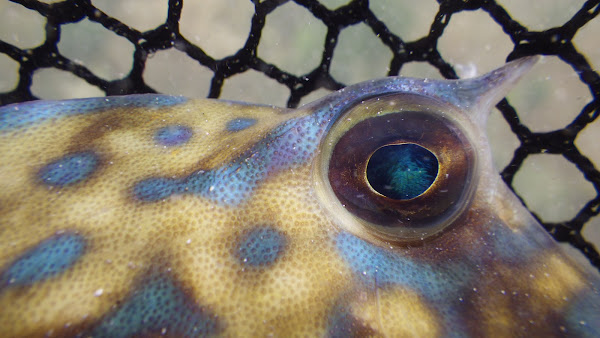 SCRAWLED COWFISH | Project Noah