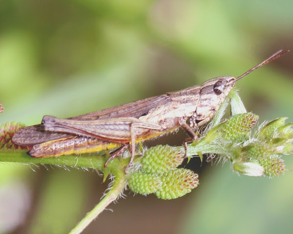 Brown Grasshopper | Project Noah
