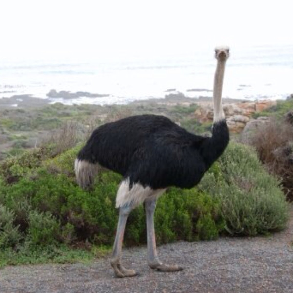 Ostrich | Project Noah