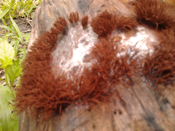 Stemonitis sp | Project Noah