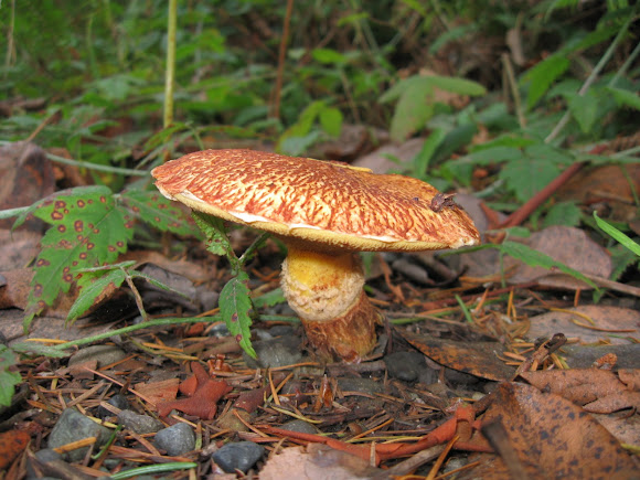Western Painted Suillus | Project Noah