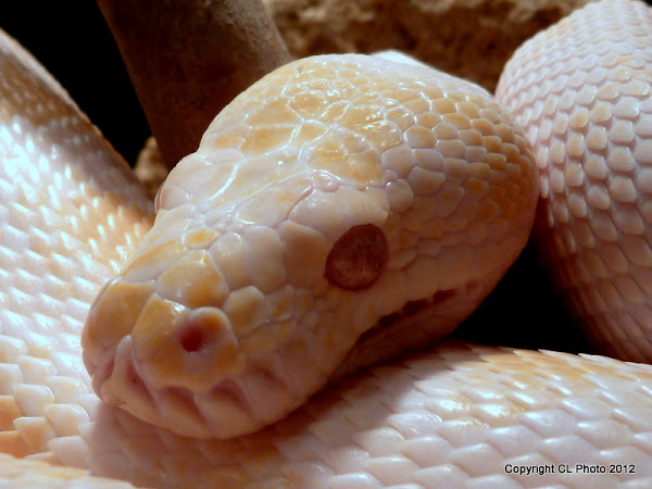 Top-end ALBINO Carpet Python | Project Noah