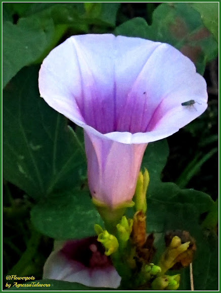 Camote, Sweet Potato Plant | Project Noah
