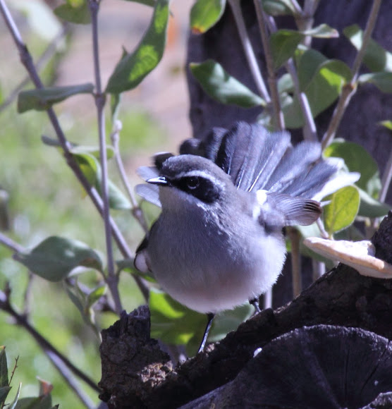 Fairy Flycatcher | Project Noah