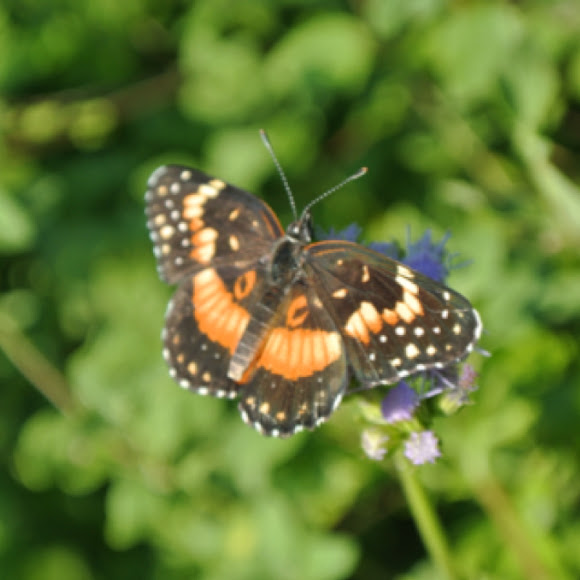 Bordered Patch Butterfly | Project Noah