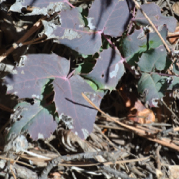 Creeping Barberry | Project Noah