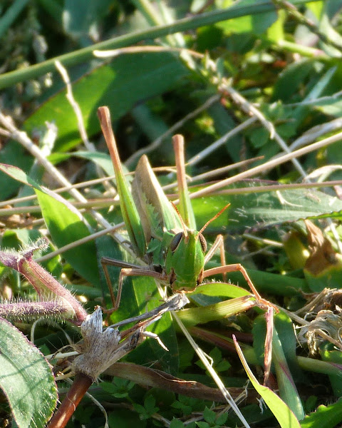 Handsome locust (female) | Project Noah