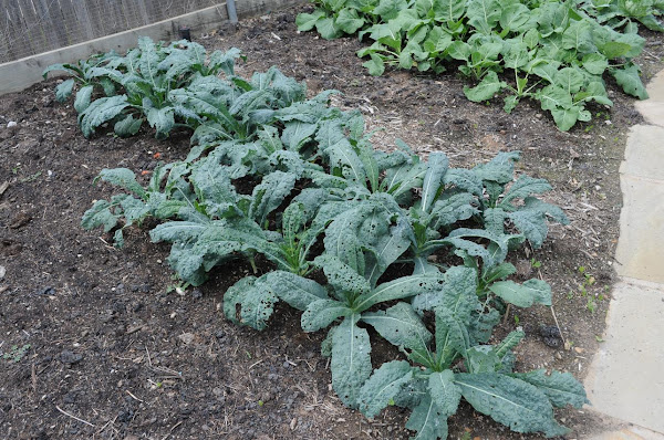 Cabbage looper moth (larva) | Project Noah