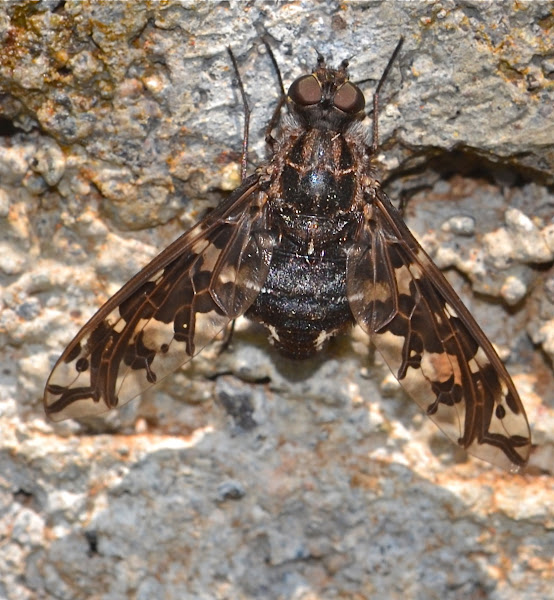 Tiger Bee Fly | Project Noah