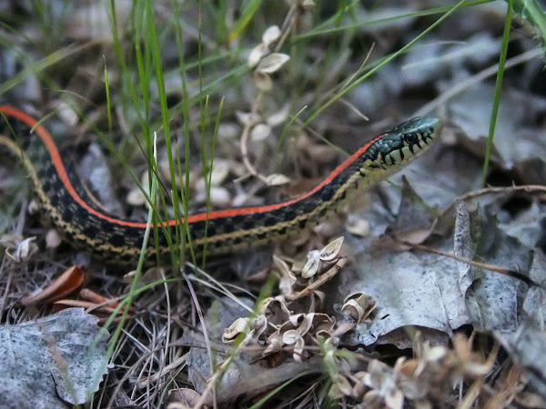 Plains Garter Snake | Project Noah