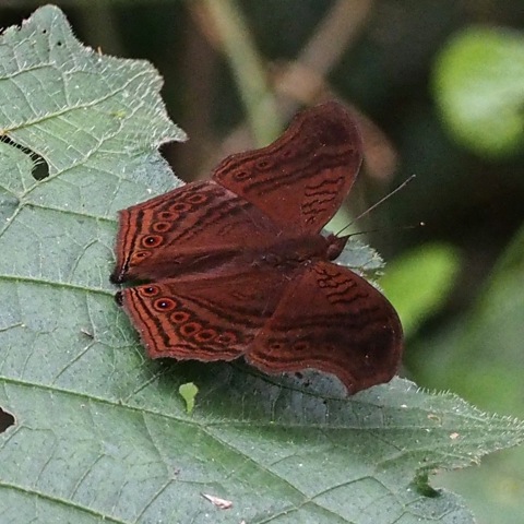 Brown Pansy or Dark Pansy | Project Noah
