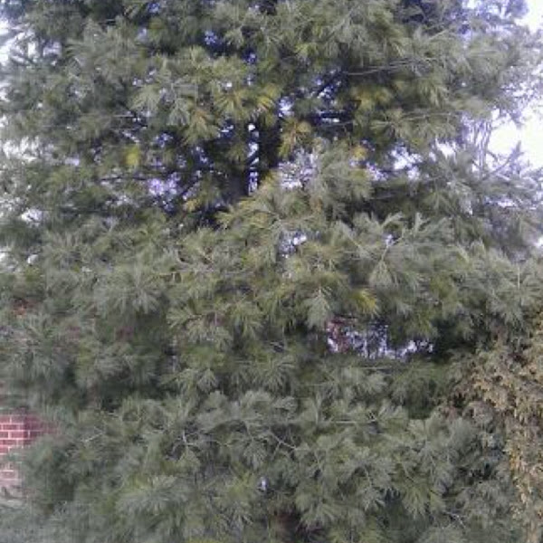 White Pine | Project Noah