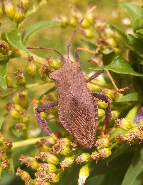 Spine-headed Bug | Project Noah