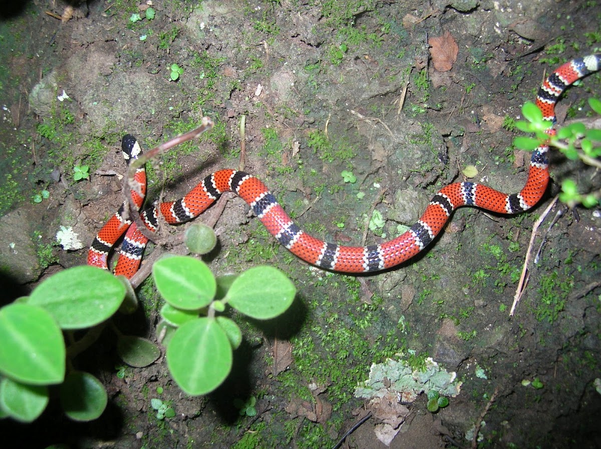 Serpiente Coral - Dumeril's Coral Snake | Project Noah