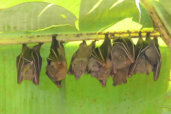 lesser short nosed fruit bat | Project Noah